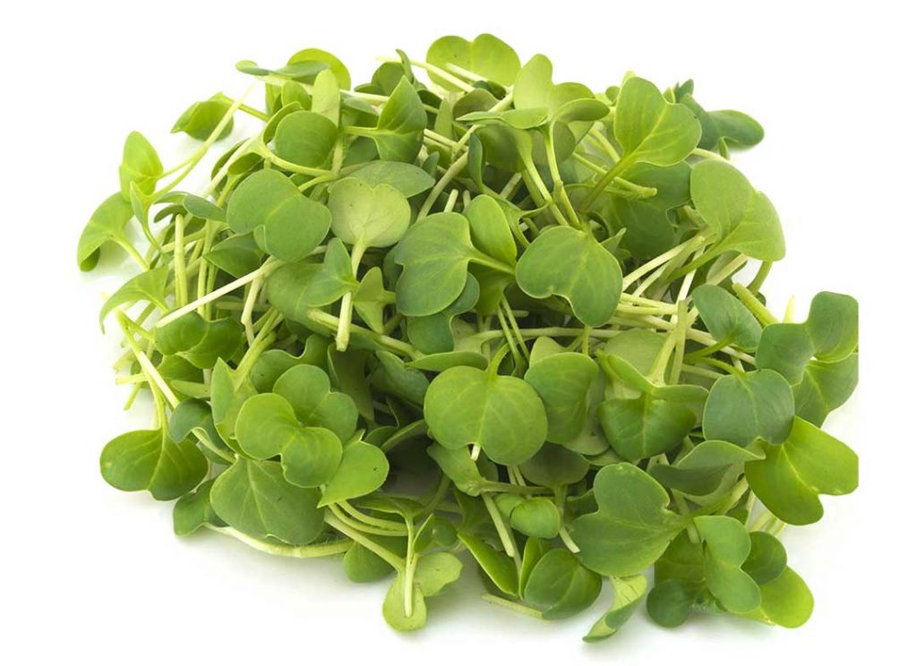 Radis Daikon - Graines pour micropousses, poivres et épices