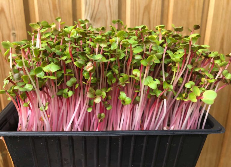 Pousses de Radis Chinois rose - Graines pour micropousses, poivres et ...
